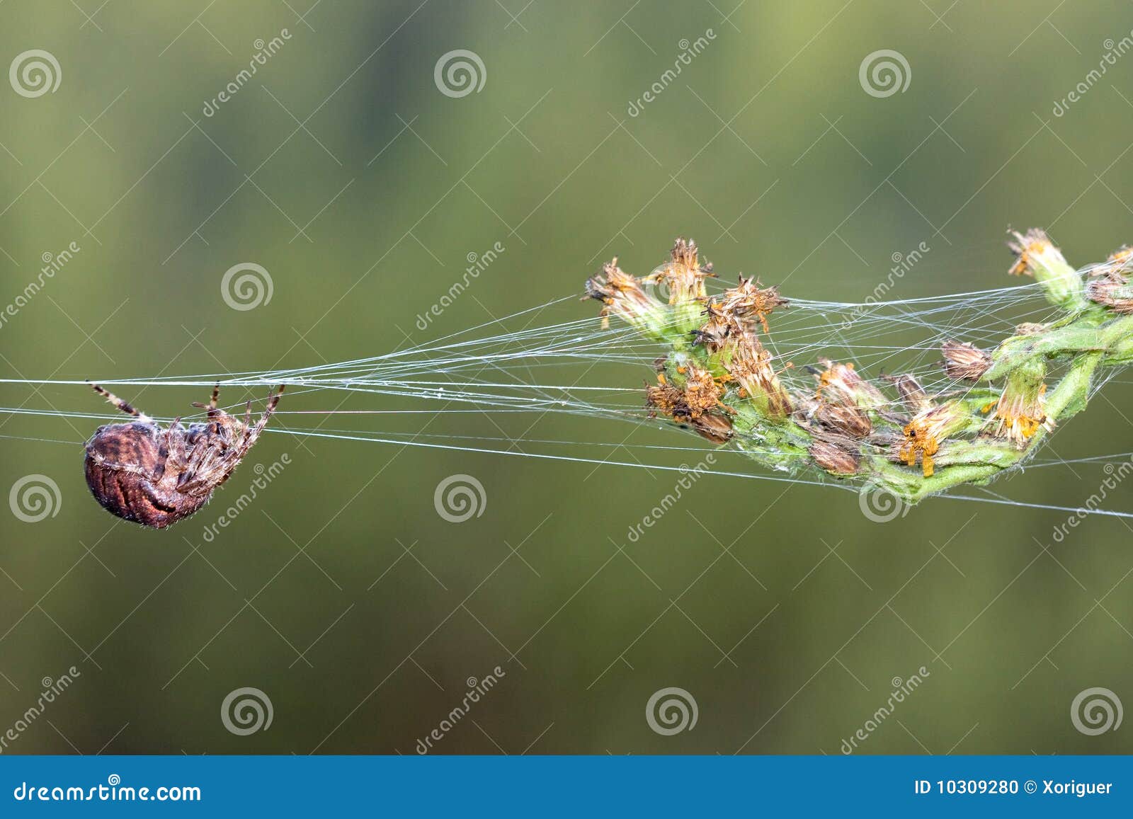 Spider Silk Thread stock photo. Image of hung, clung - 10309280