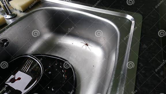 Spider in sink stock photo. Image of kitchen, sink, daytime - 115234158