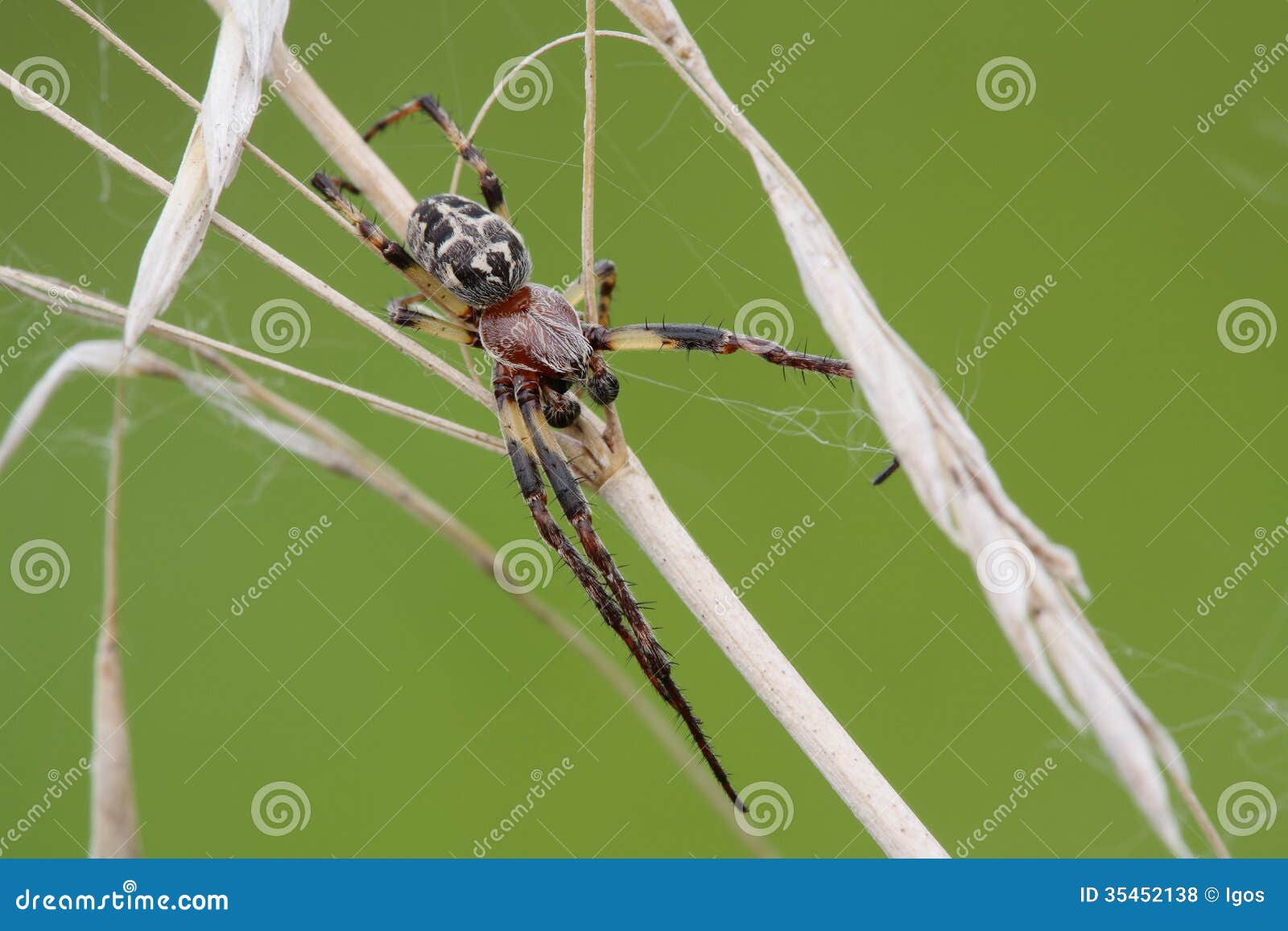 Spider. stock photo. Image of arachnid, nature, hunting - 35452138