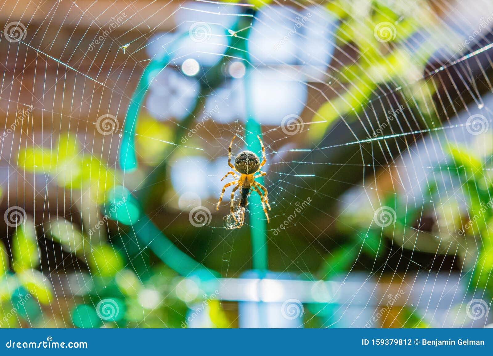 A Spider Sits in the Center of Its Web with a Catch Stock Photo - Image ... A Spider Sits in the Center of Its Web with a Catch Stock Photo - Image ...
