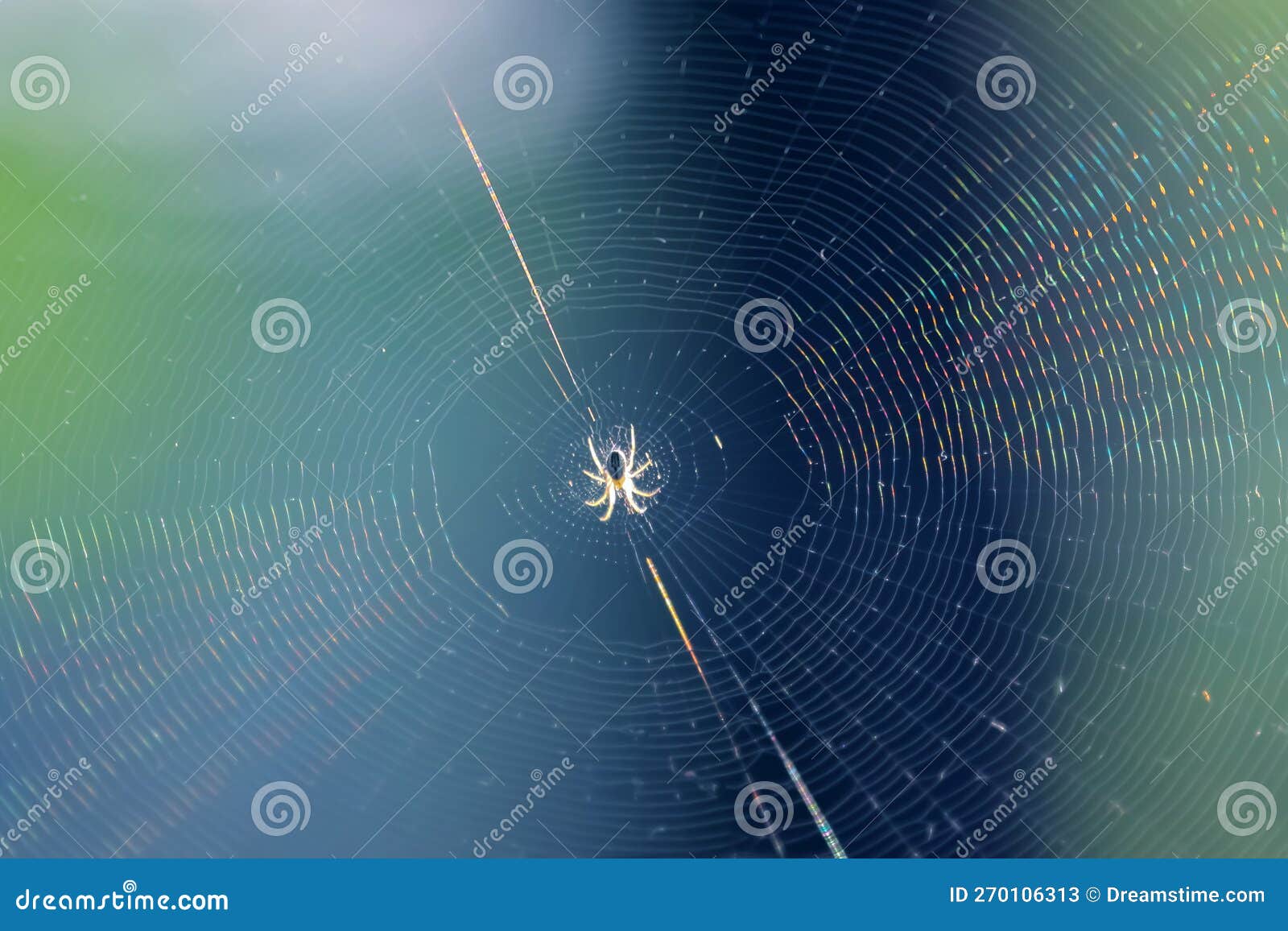 Spider Sits in the Center of a Woven Web Stock Image - Image of silken ...