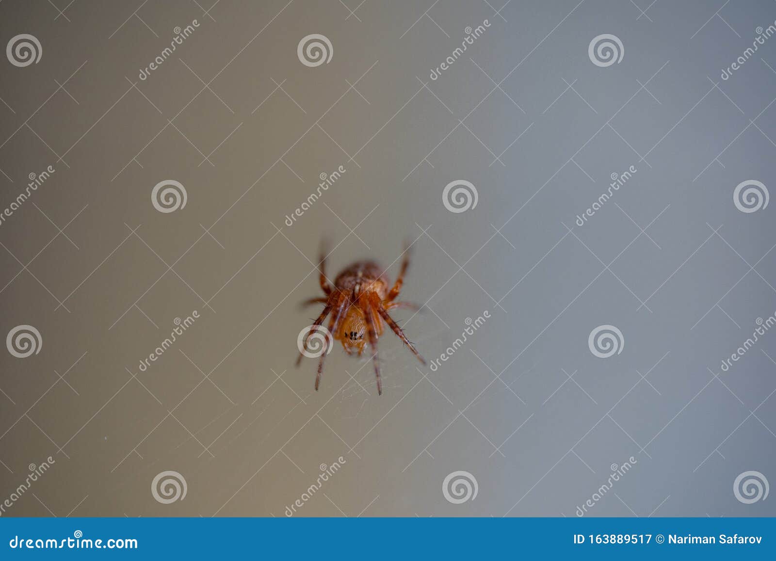 A spider sits on its web stock image. Image of macro - 163889517 A spider sits on its web stock image. Image of macro - 163889517
