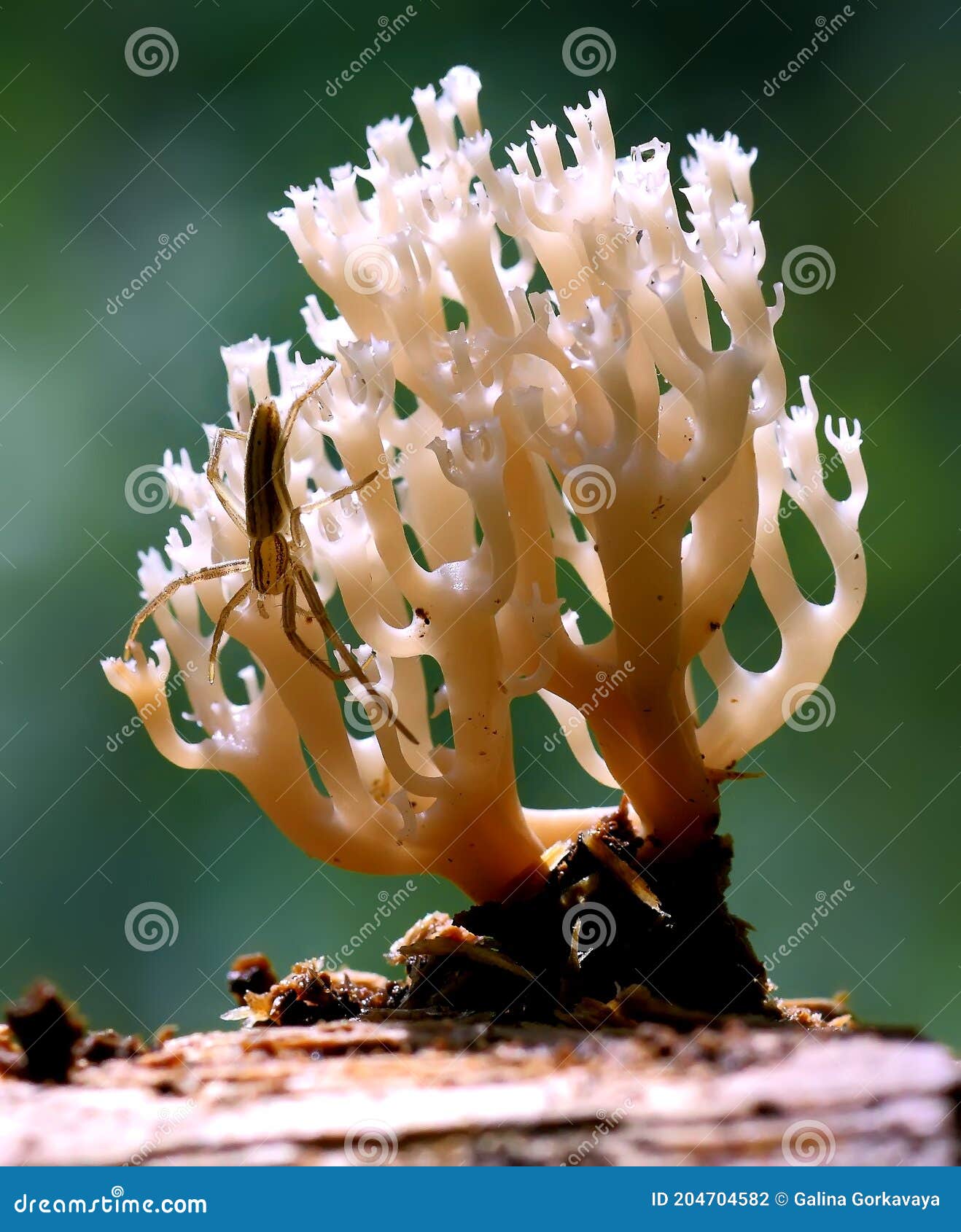 The Spider Sits on a Ramaria Mushroom Growing on a Tree Trunk. Stock ...