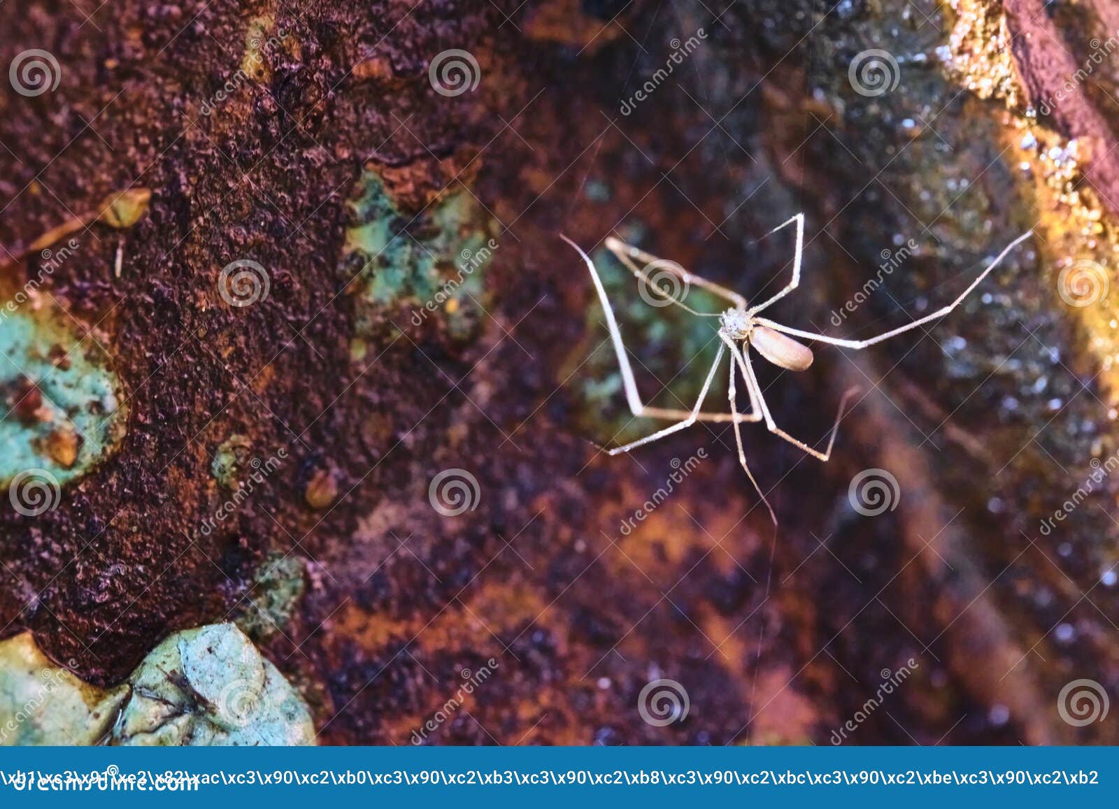 Spider Sits on Rusty Iron. General Plan Macro Stock Image - Image of ...