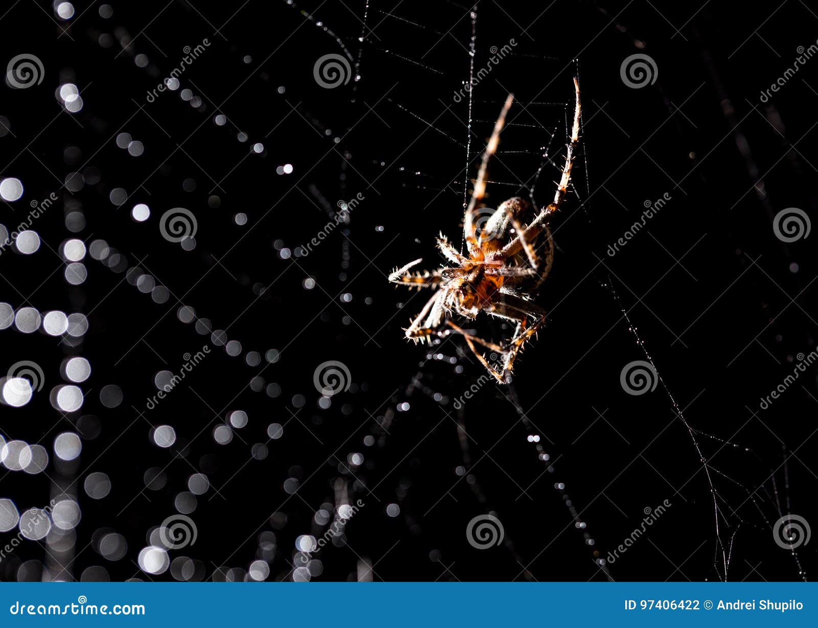 The Spider Sits on a Web on the Hunt Stock Photo - Image of animal ...