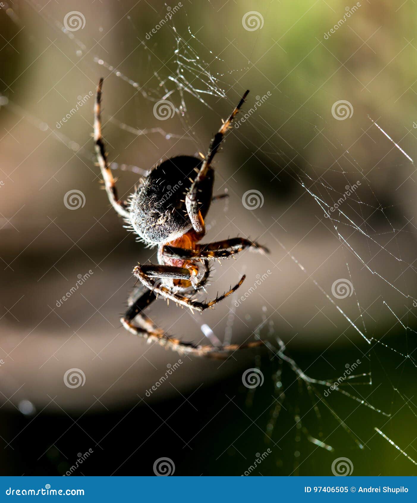 The Spider Sits on a Web on the Hunt Stock Image - Image of trap, macro ...