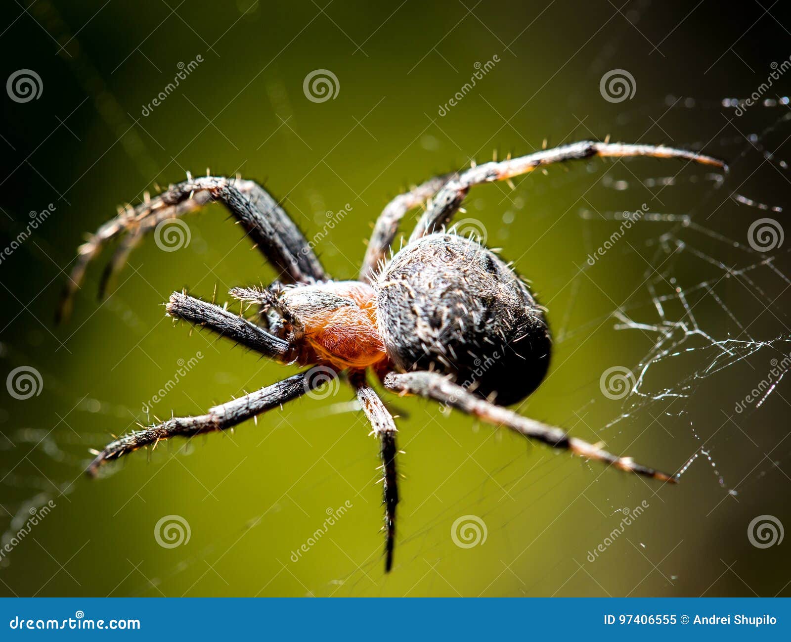 The Spider Sits on a Web on the Hunt Stock Image - Image of white ...