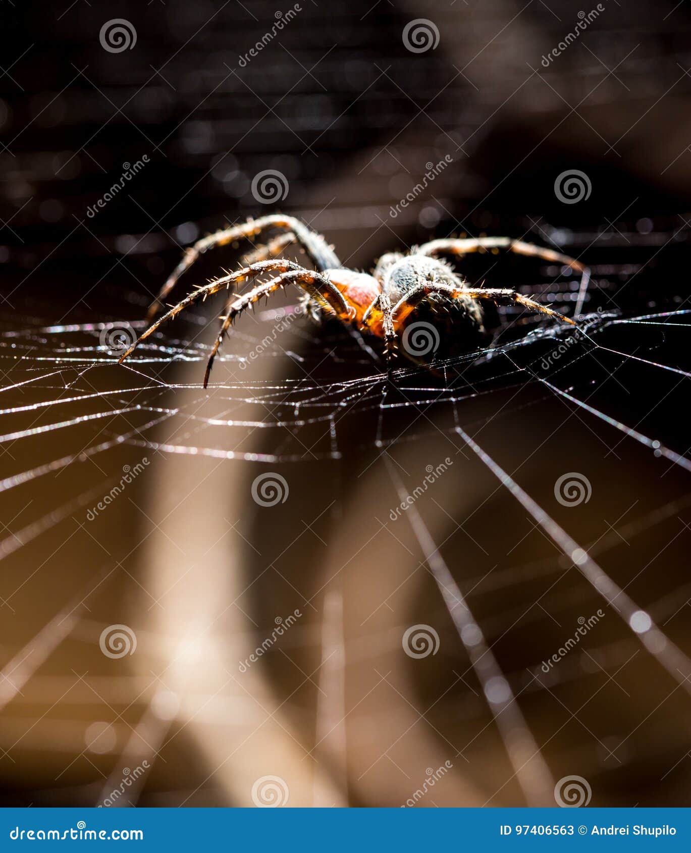 The Spider Sits on a Web on the Hunt Stock Image - Image of natural ...