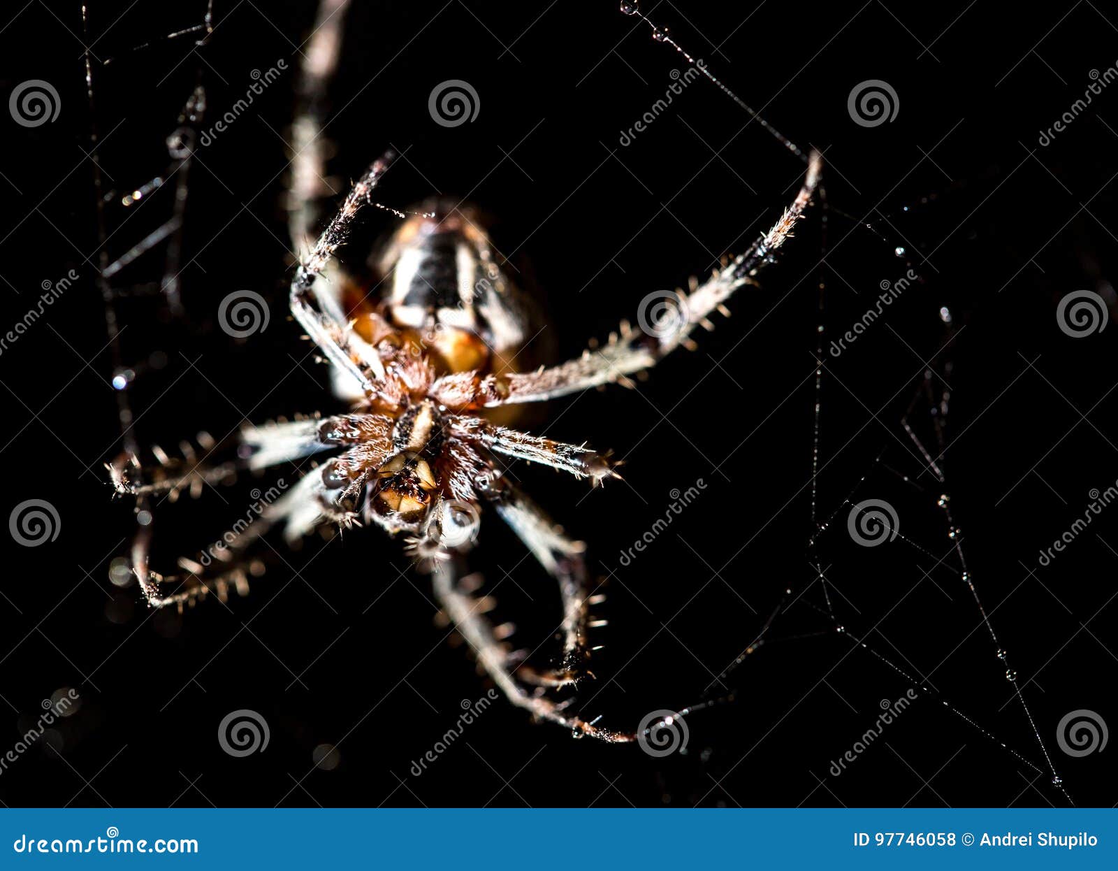 The Spider Sits on a Web on the Hunt Stock Photo - Image of outdoor ...