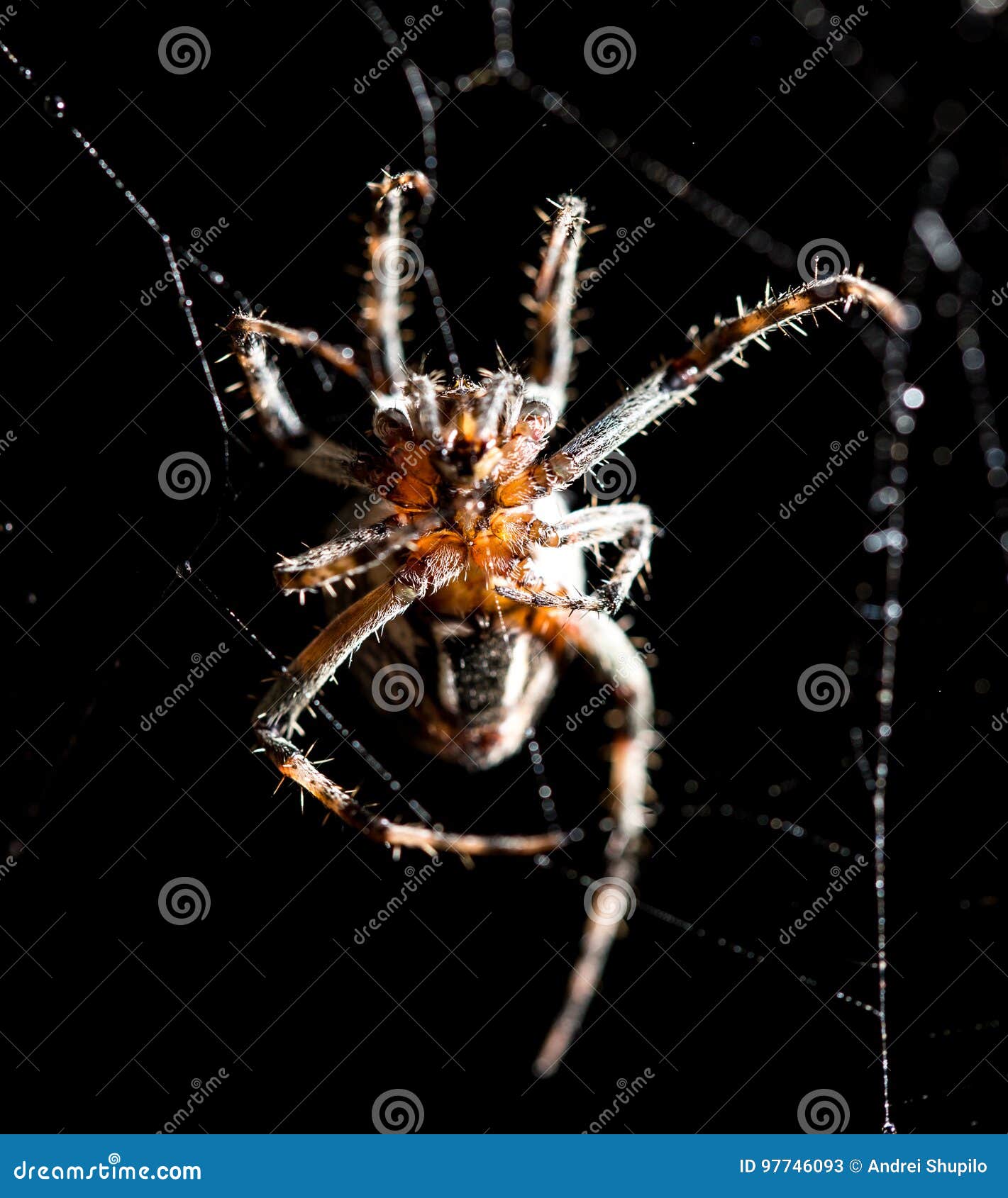 The Spider Sits on a Web on the Hunt Stock Image - Image of white ...