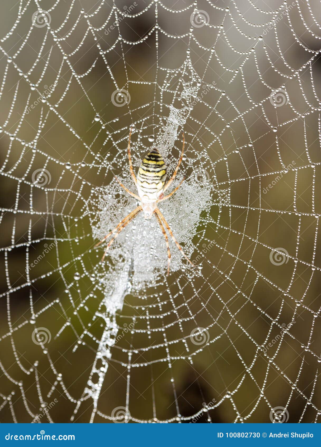 The Spider Sits on a Wet Web Stock Photo - Image of trap, decoration ...