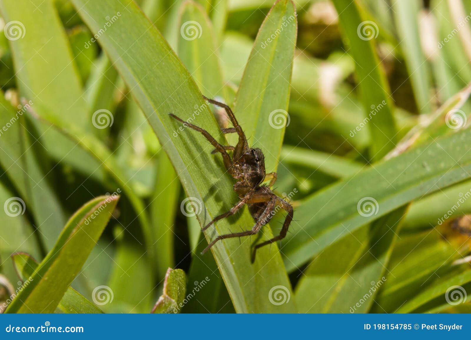 Spider Sitting on a Blade of Grass Stock Image - Image of spider ...