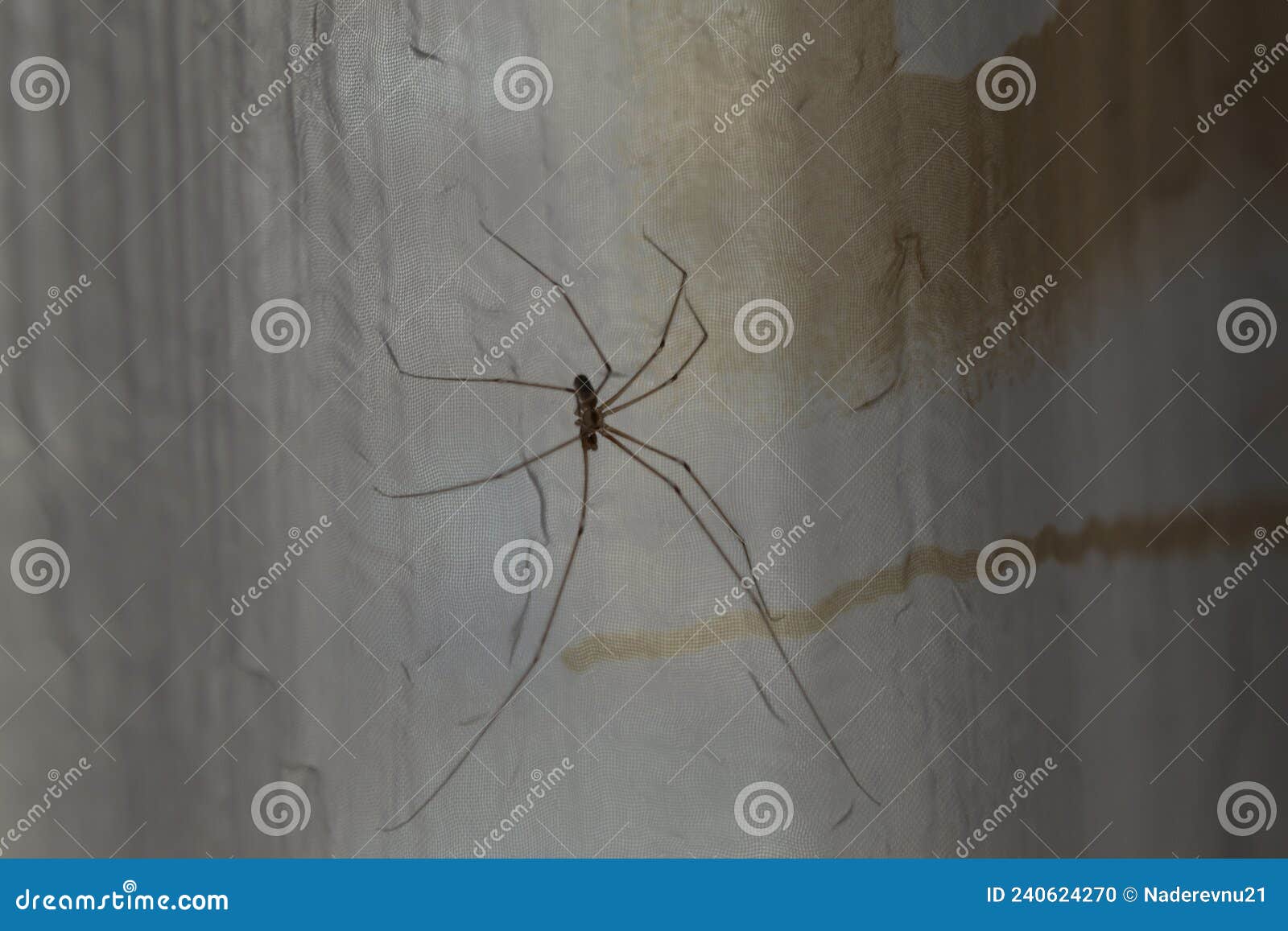 Spider is Sitting on the Curtain Stock Photo - Image of house, insect ...