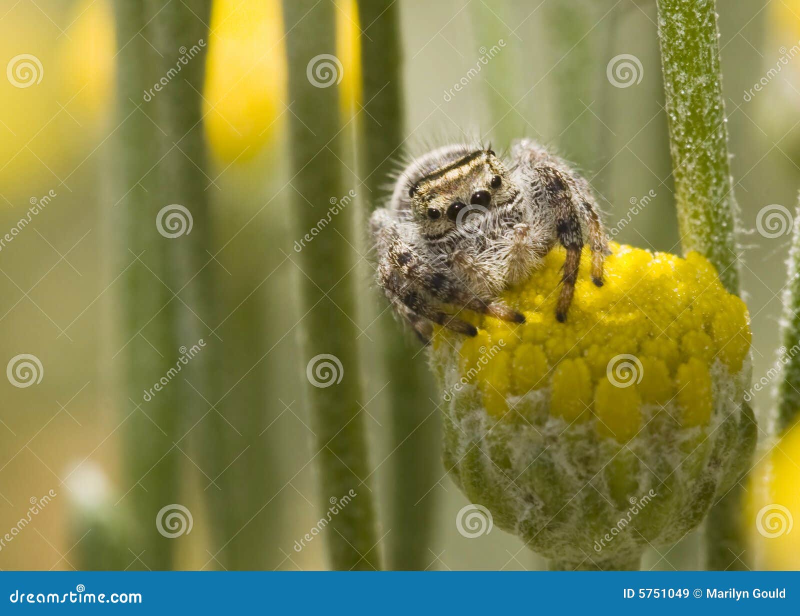 Spider sitting on flower stock image. Image of flower - 5751049