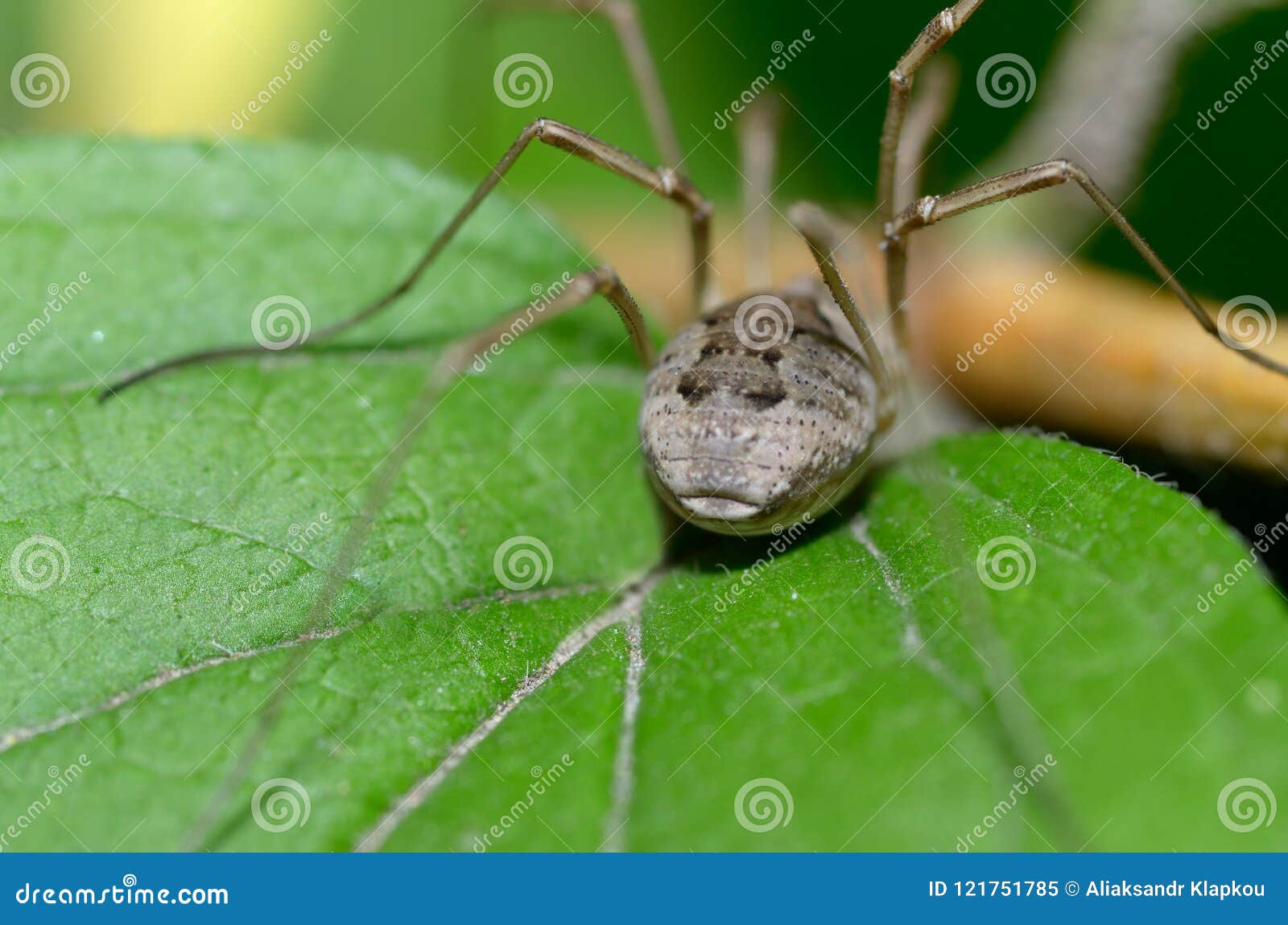 Spider Sitting on the Grass. Stock Image - Image of summer, spider ...