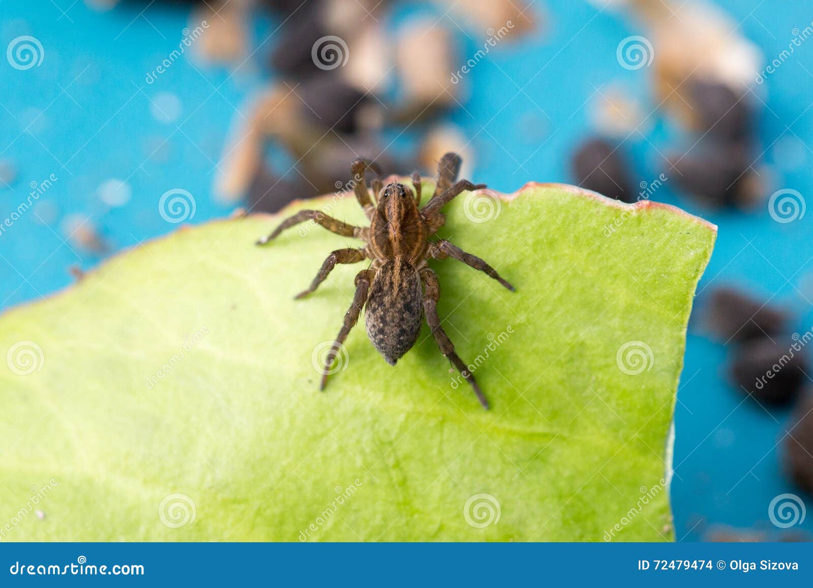 Spider Sitting on a Green Leaf Stock Photo - Image of ladybug, leaf ...