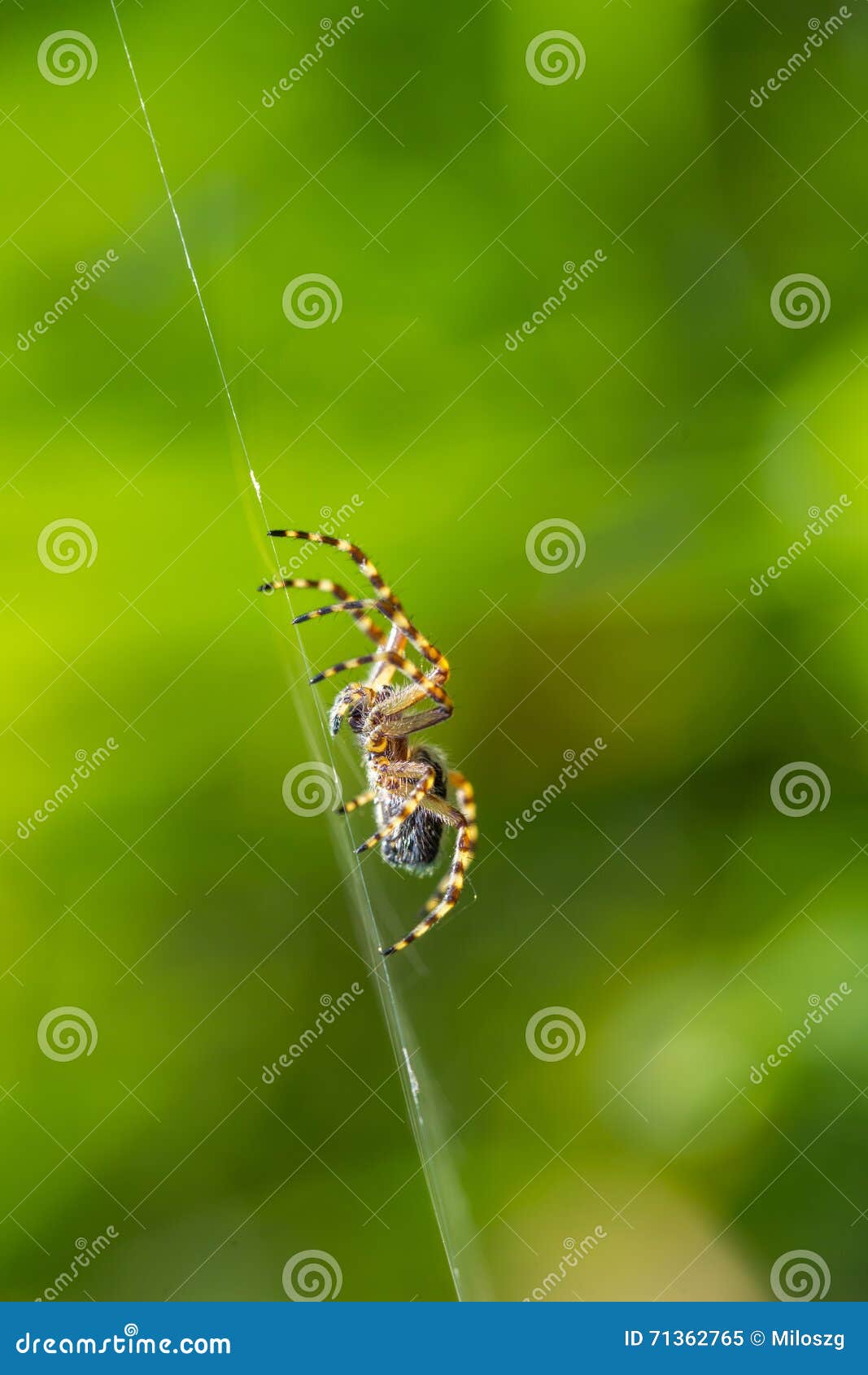 Spider sitting on his web stock image. Image of plant - 71362765