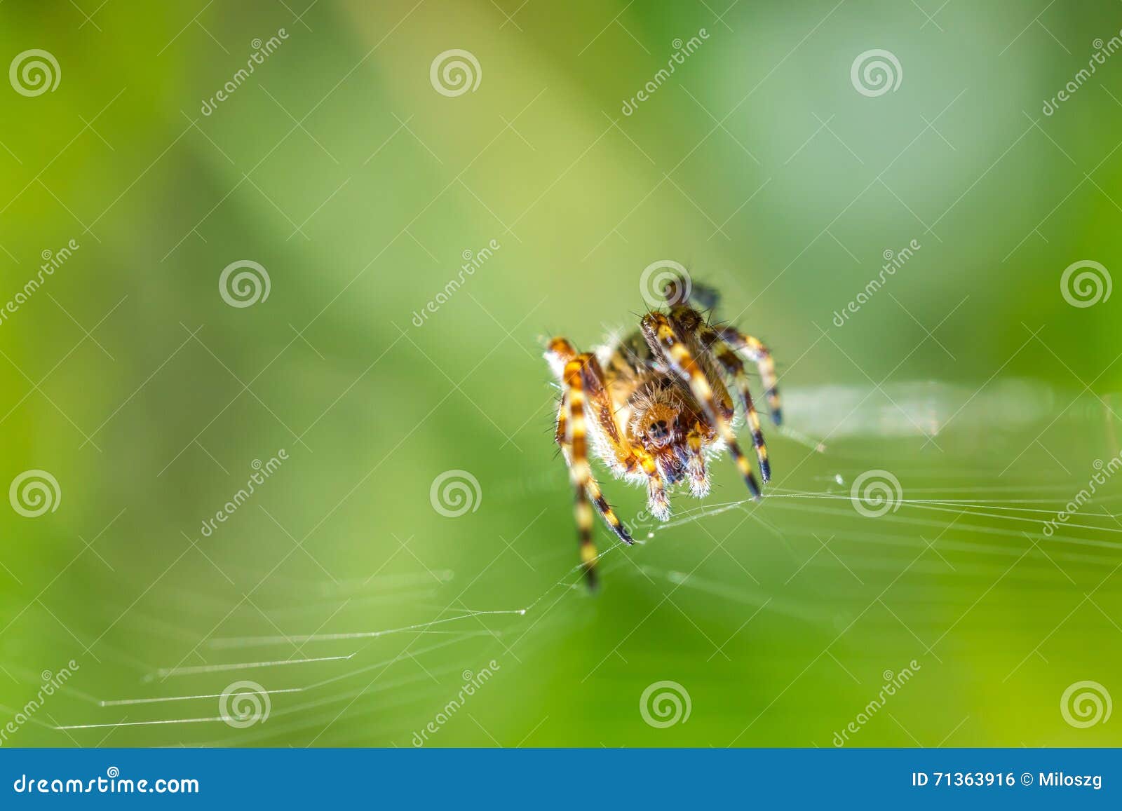 Spider sitting on his web stock photo. Image of beautiful - 71363916