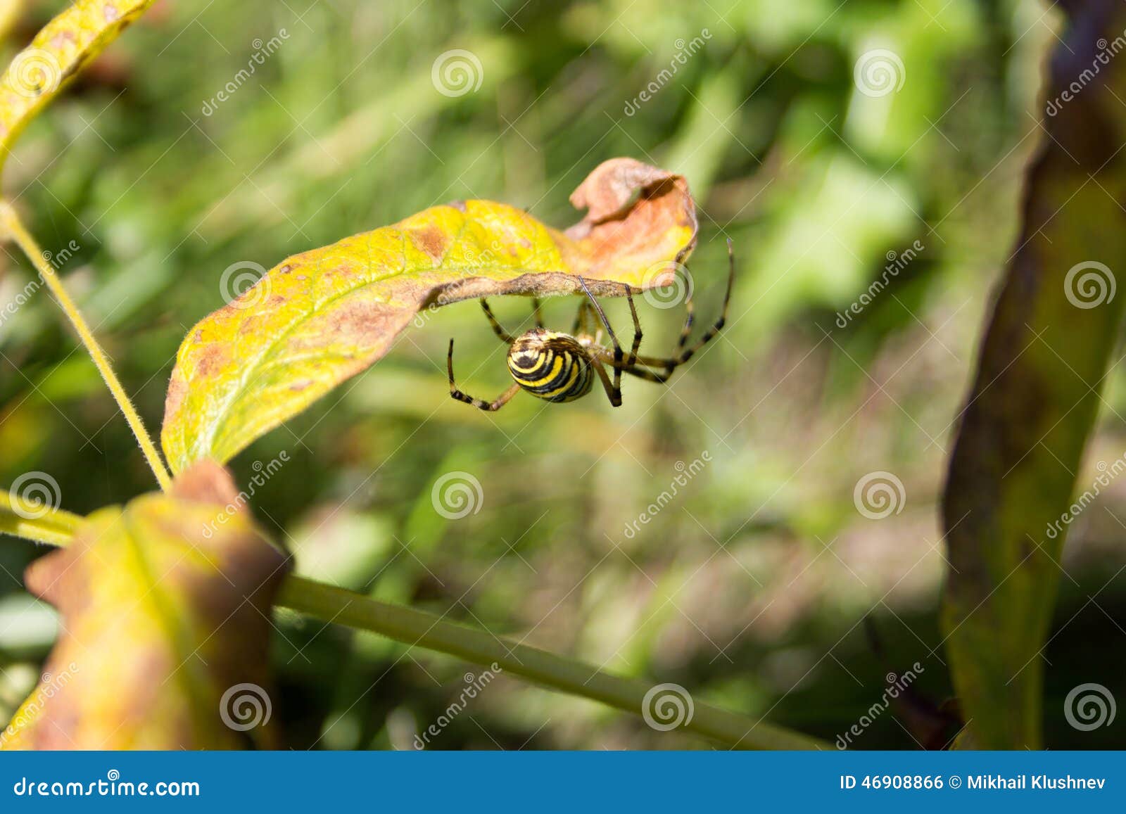 Spider Sitting in Its Nest . Stock Photo - Image of insect, grass: 46908866