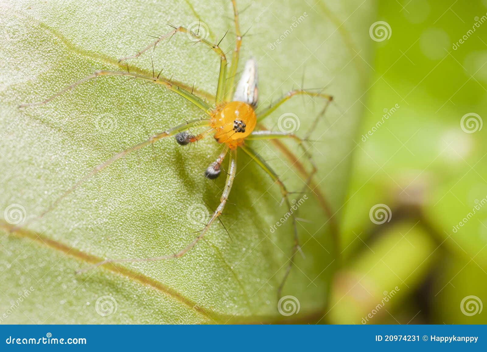 Spider sitting on leaf stock image. Image of ecology - 20974231