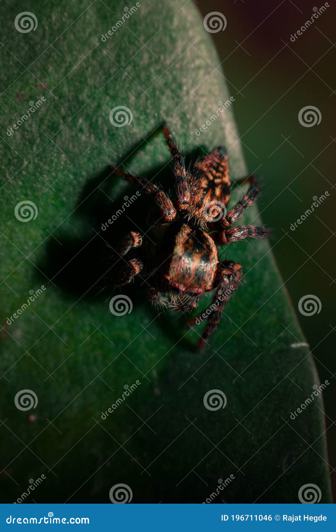 Spider Sitting on the Leave Stock Photo - Image of invertebrate ...