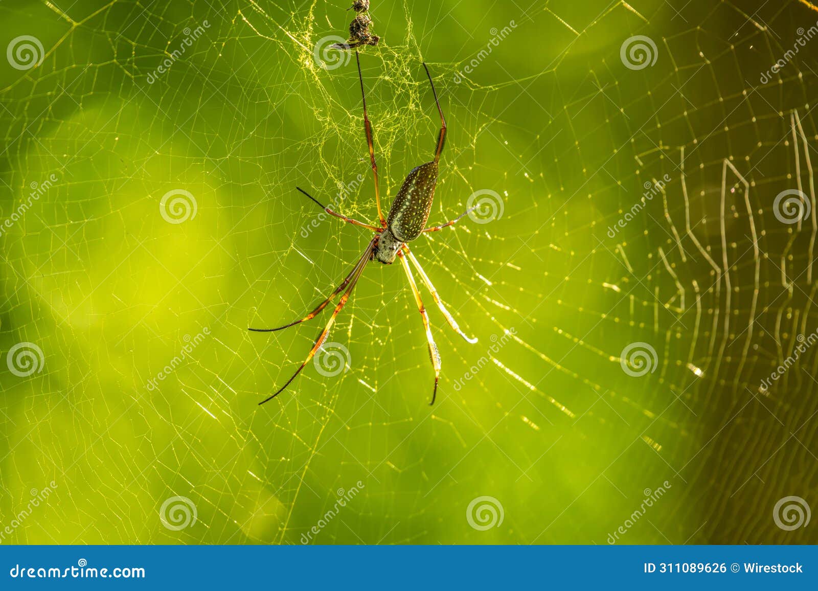A Spider Sitting in the Middle of Its Web, with Another Spider Hanging ...
