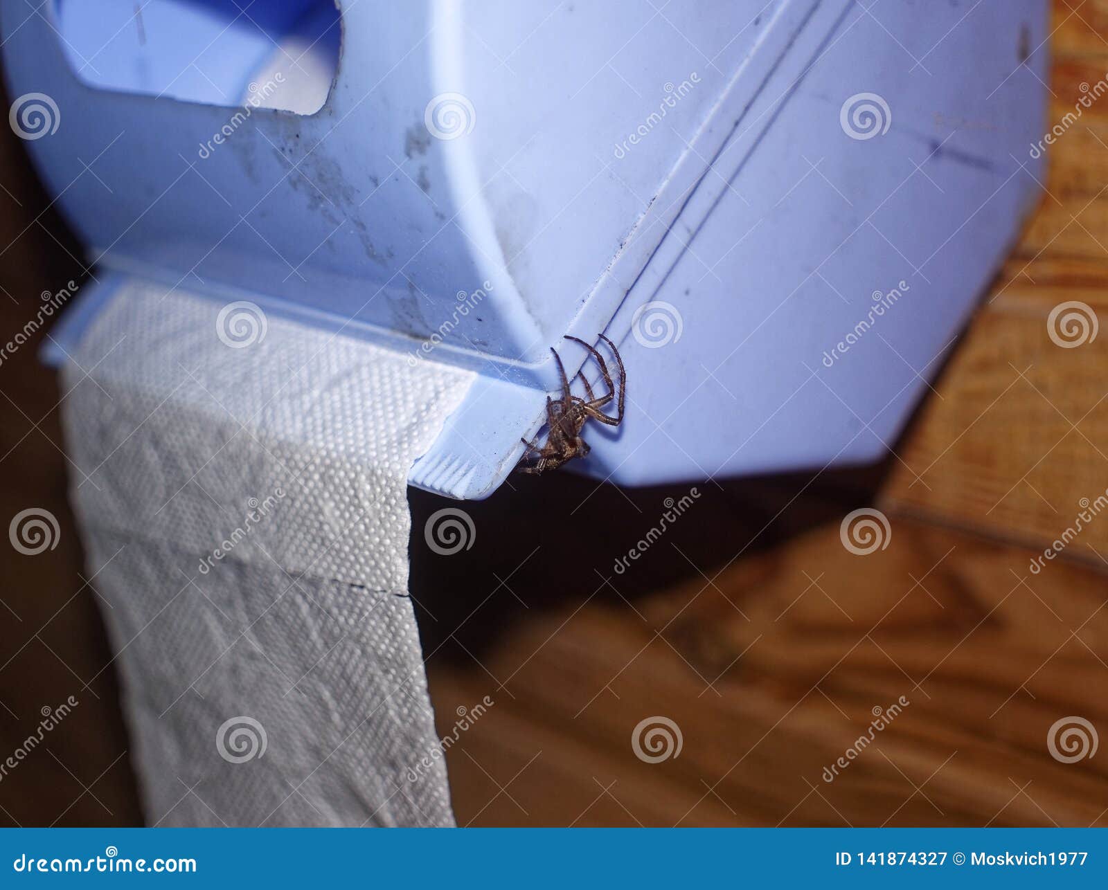 Spider Sitting on a Roll of Toilet Paper, Night Stock Image - Image of ...