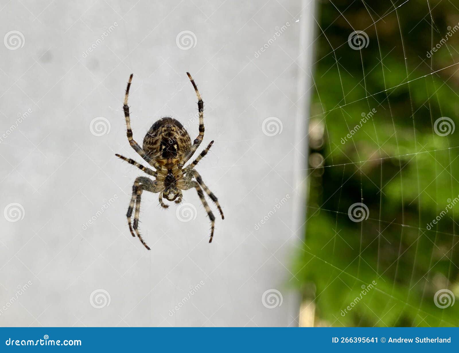 Spider Sitting on Spiders Web with Greenery Behind. Stock Image - Image ...