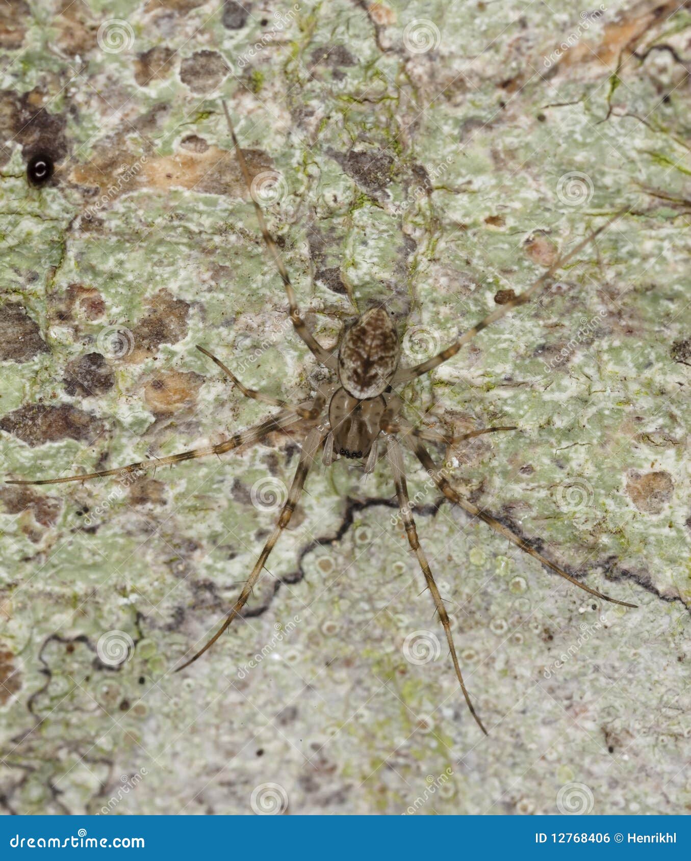 A Spider Sitting On A Leaf Royalty-Free Stock Photography ...