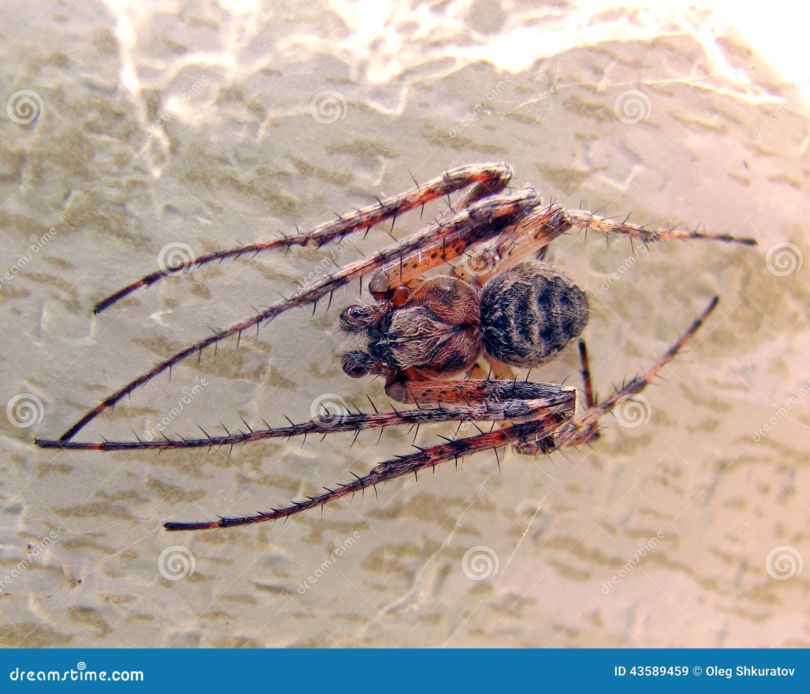 Spider stock image. Image of yellow, torso, brown, spider - 43589459