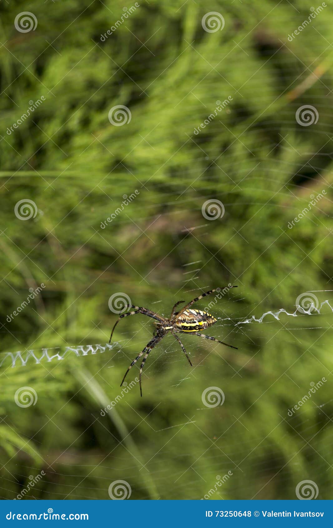 Spider sitting stock photo. Image of green, nature, macro - 73250648