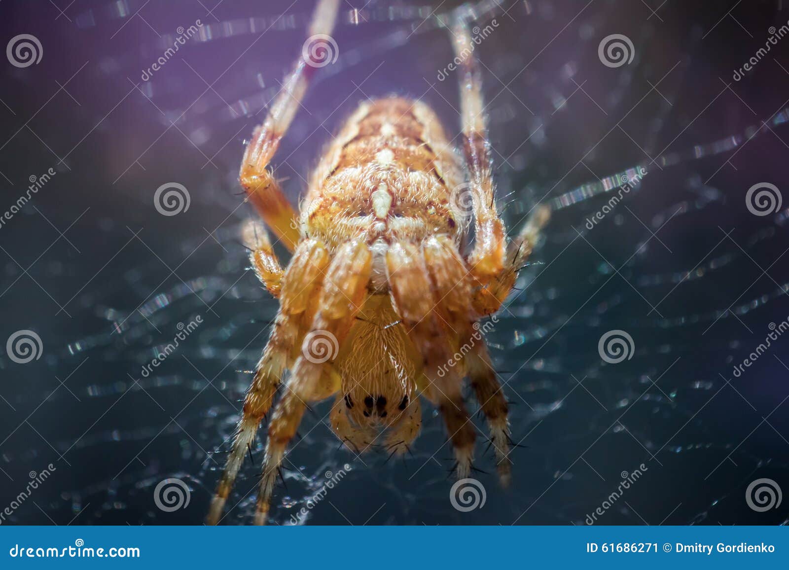 Spider Sitting on the Web with Colorful Blury Background. Stock Image ...