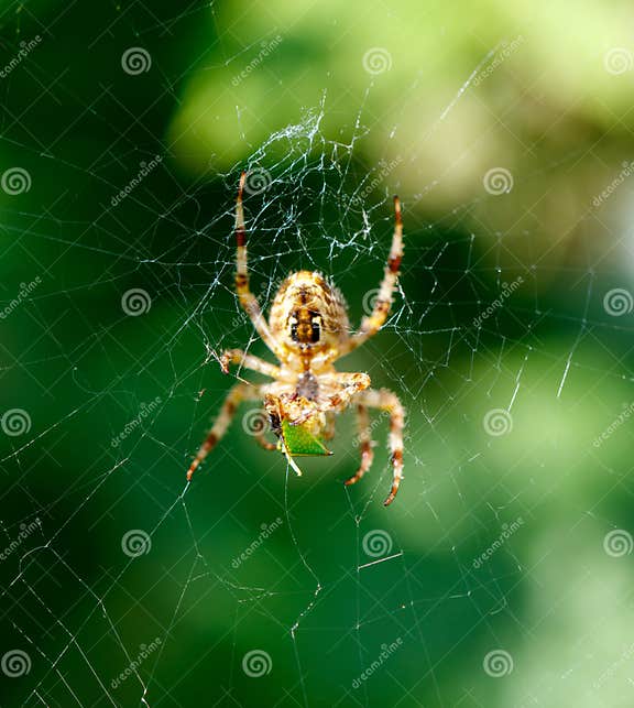 A Spider is Sitting on a Web and Eating a Leaf Stock Image - Image of ...