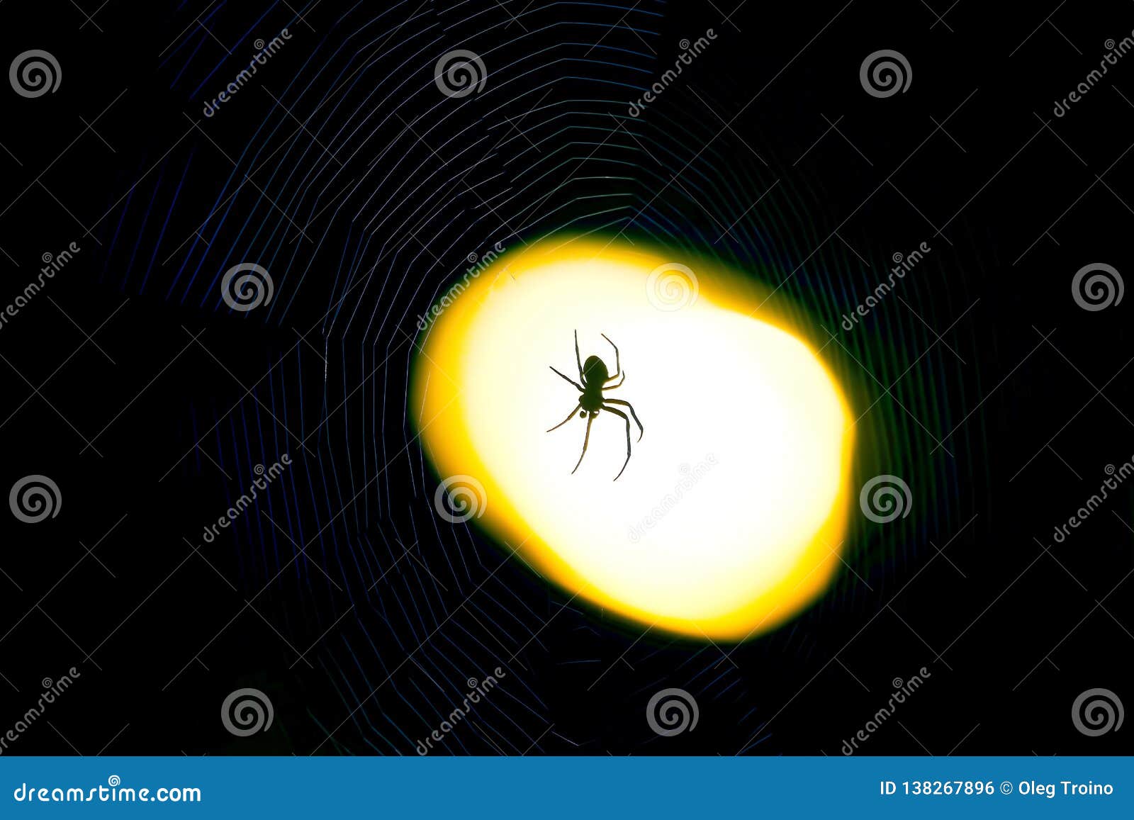 Spider Sitting on a Web at Night Under the Light of a Lantern Stock ...