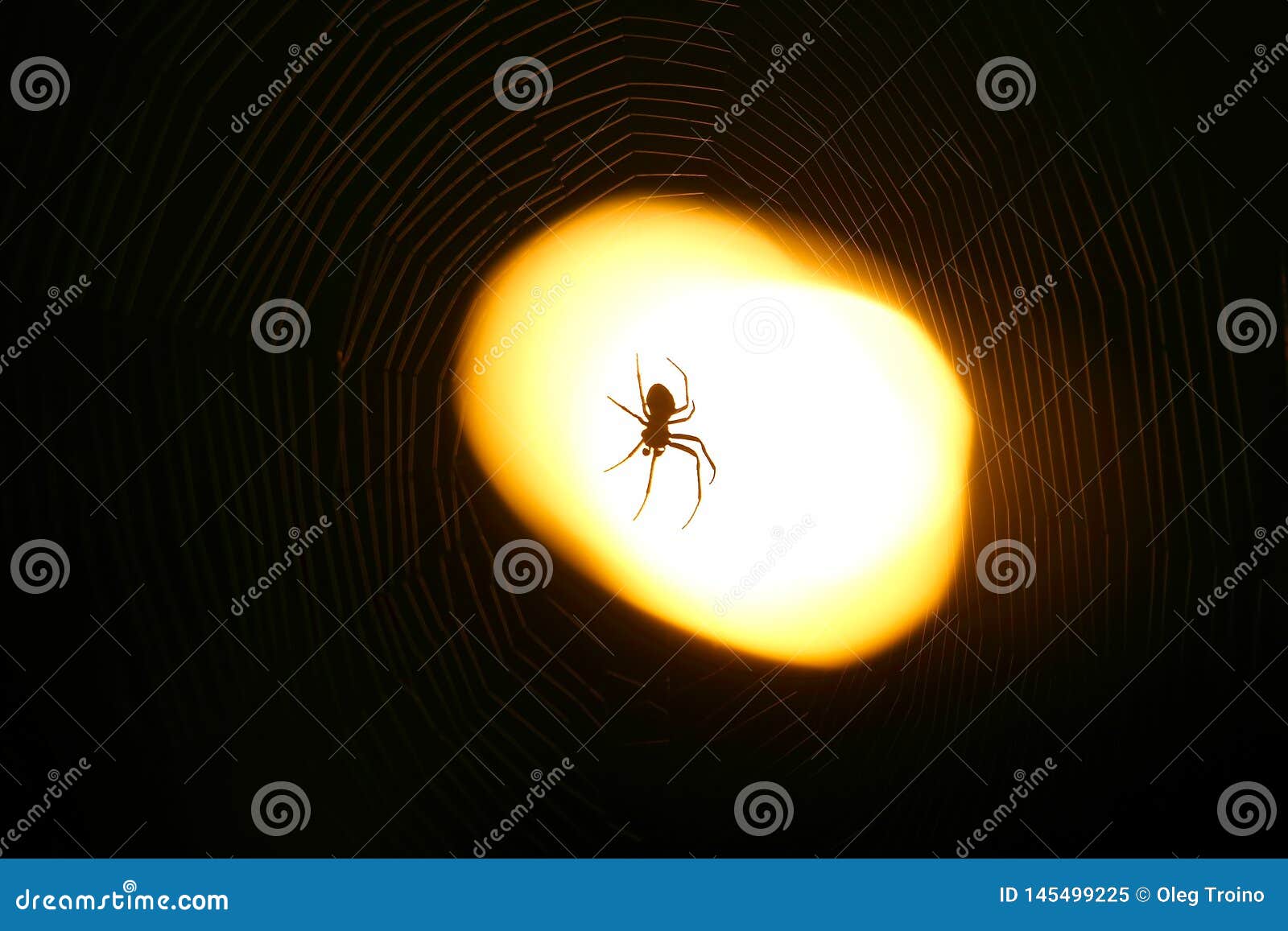 Spider Sitting on a Web at Night Under the Light of a Lantern Stock ...