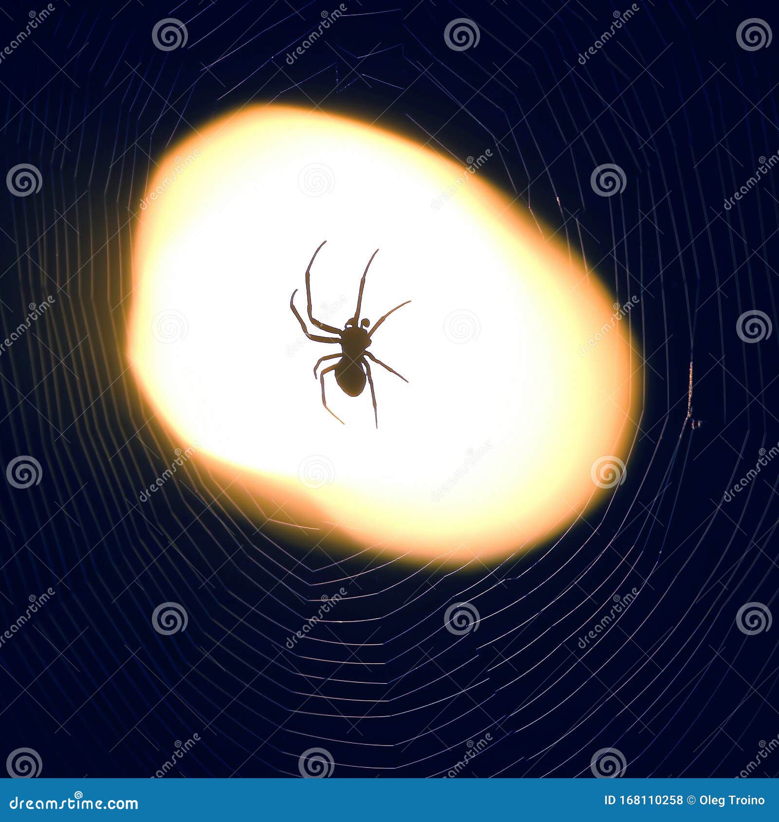 Spider Sitting on a Web at Night Under the Light of a Lantern Stock ...