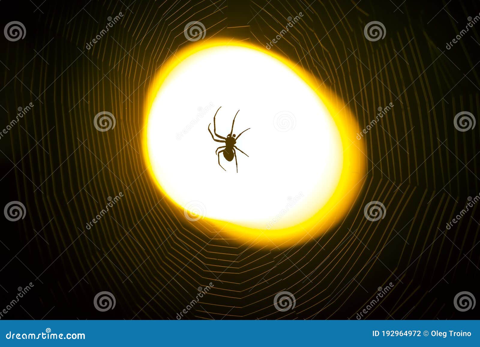 Spider Sitting on a Web at Night Under the Light of a Lantern Stock ...