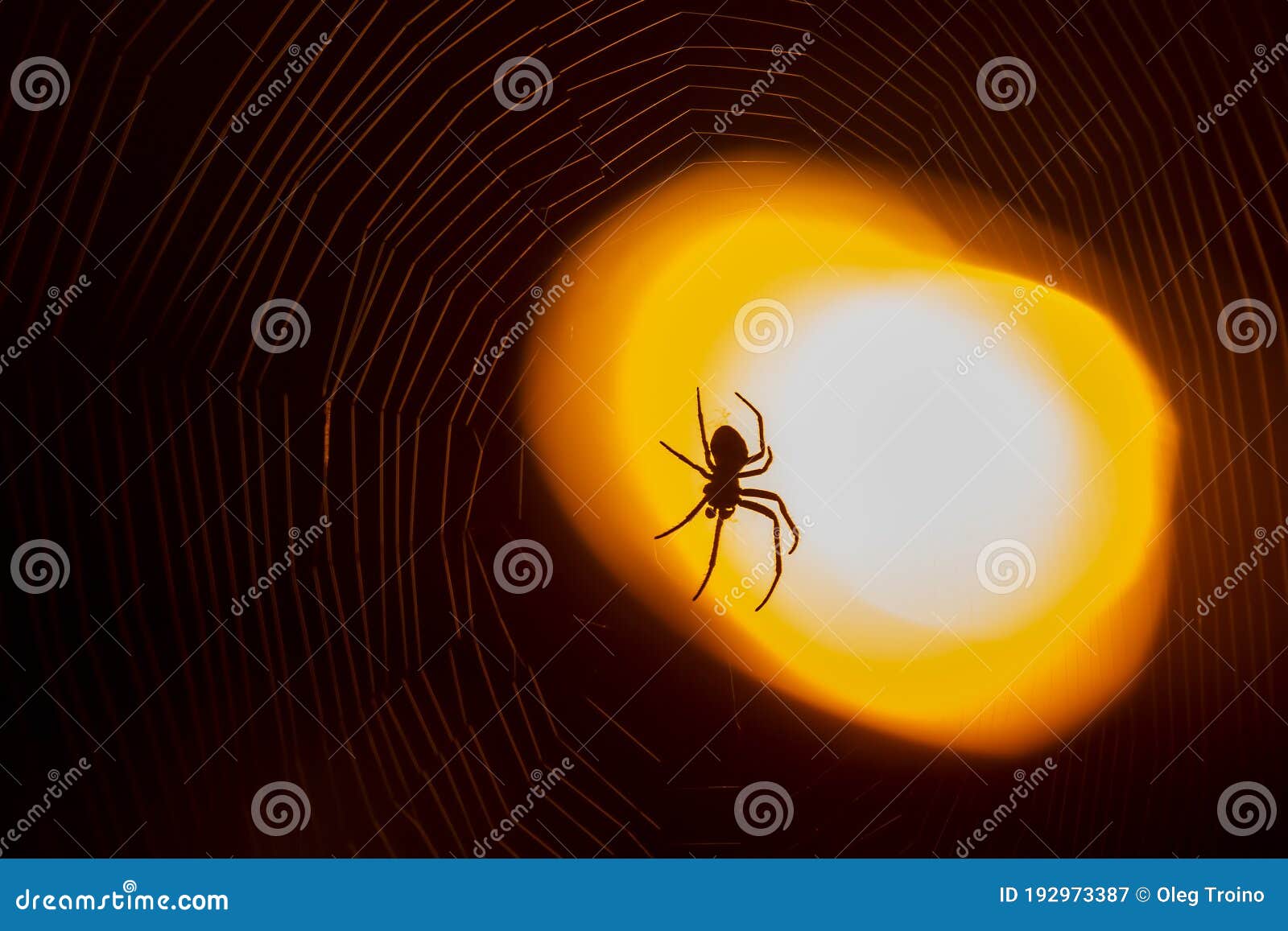 Spider Sitting on a Web at Night Under the Light of a Lantern Stock ...
