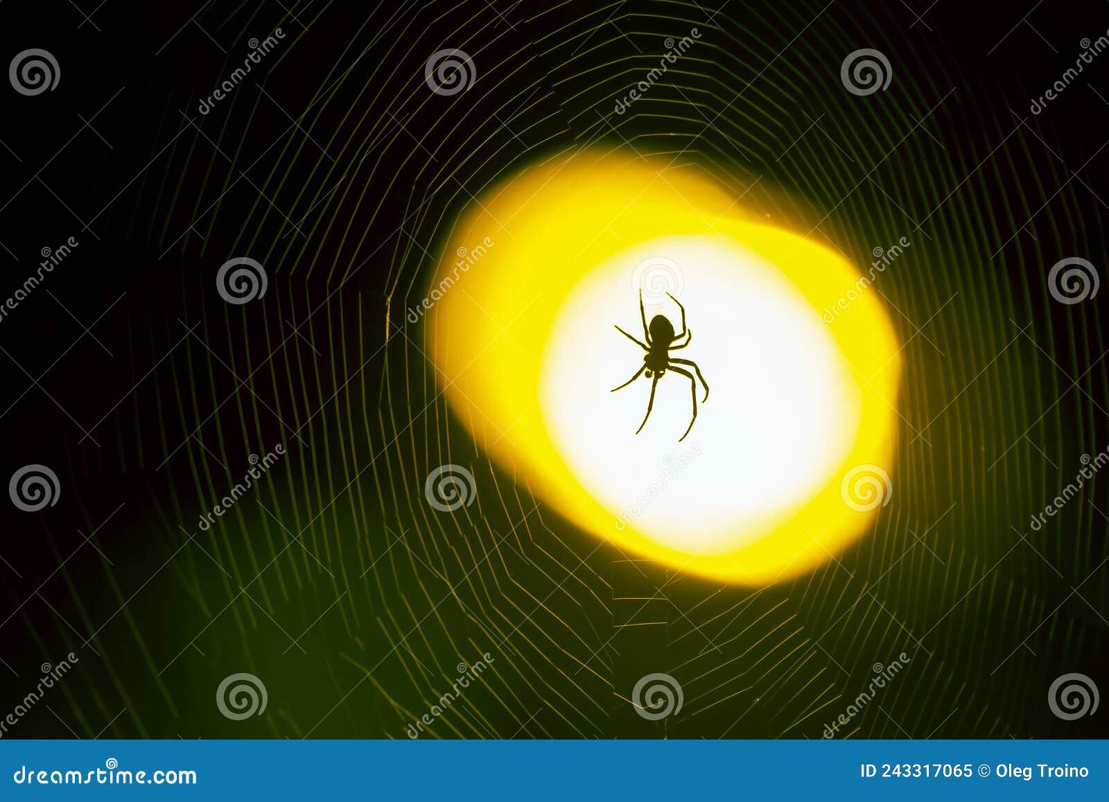 Spider Sitting on a Web at Night Under the Light of a Lantern Stock ...