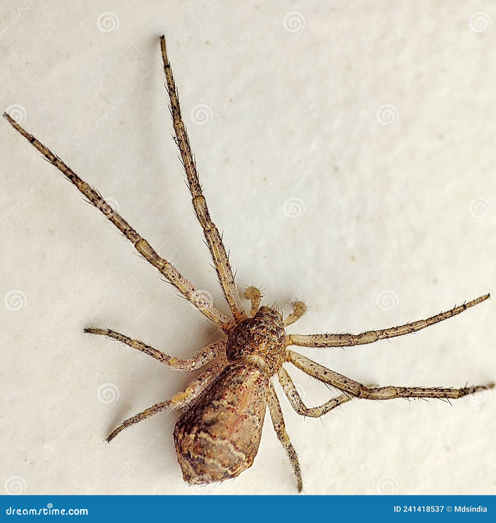 Eight Legs Spider stock image. Image of thread, cobweb - 241418537