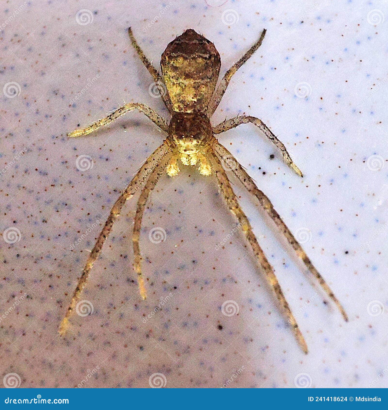 Eight Legs Spider stock photo. Image of spooky, white - 241418624