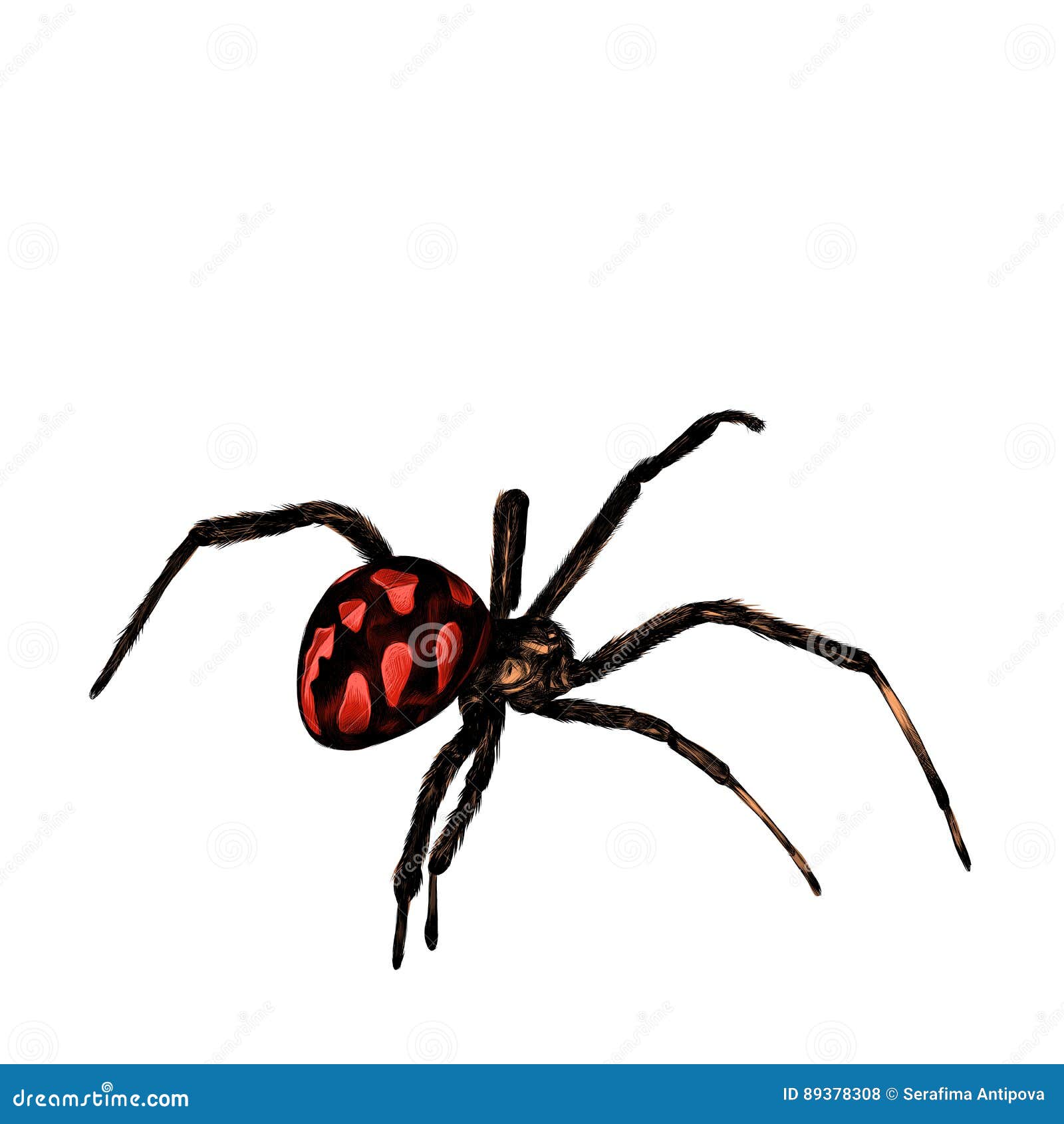 Spider sketch drawing stock illustration. Illustration of legs - 89378308