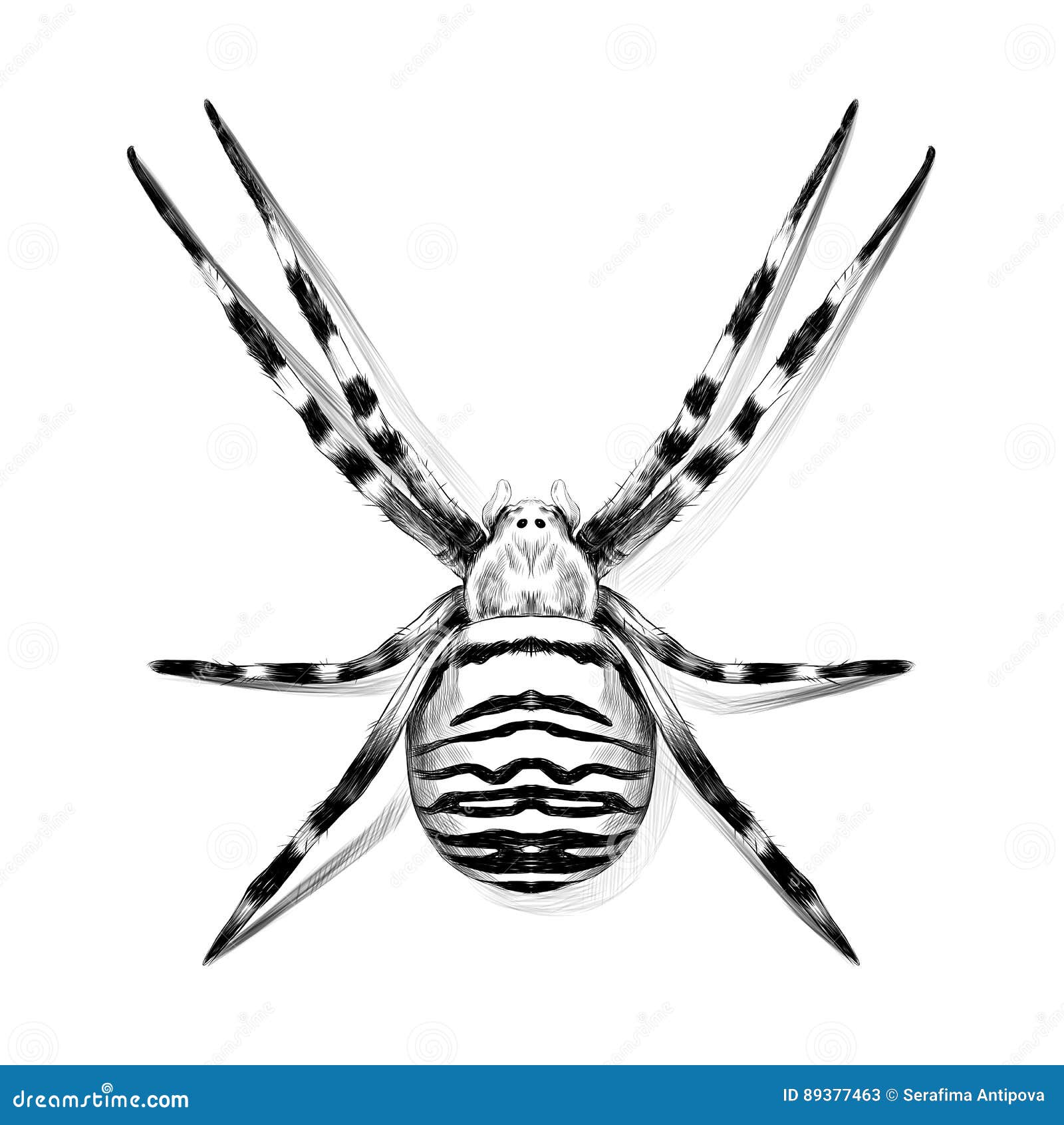 Spider Sketch Drawing Vector Stock Vector - Illustration of graphics ...