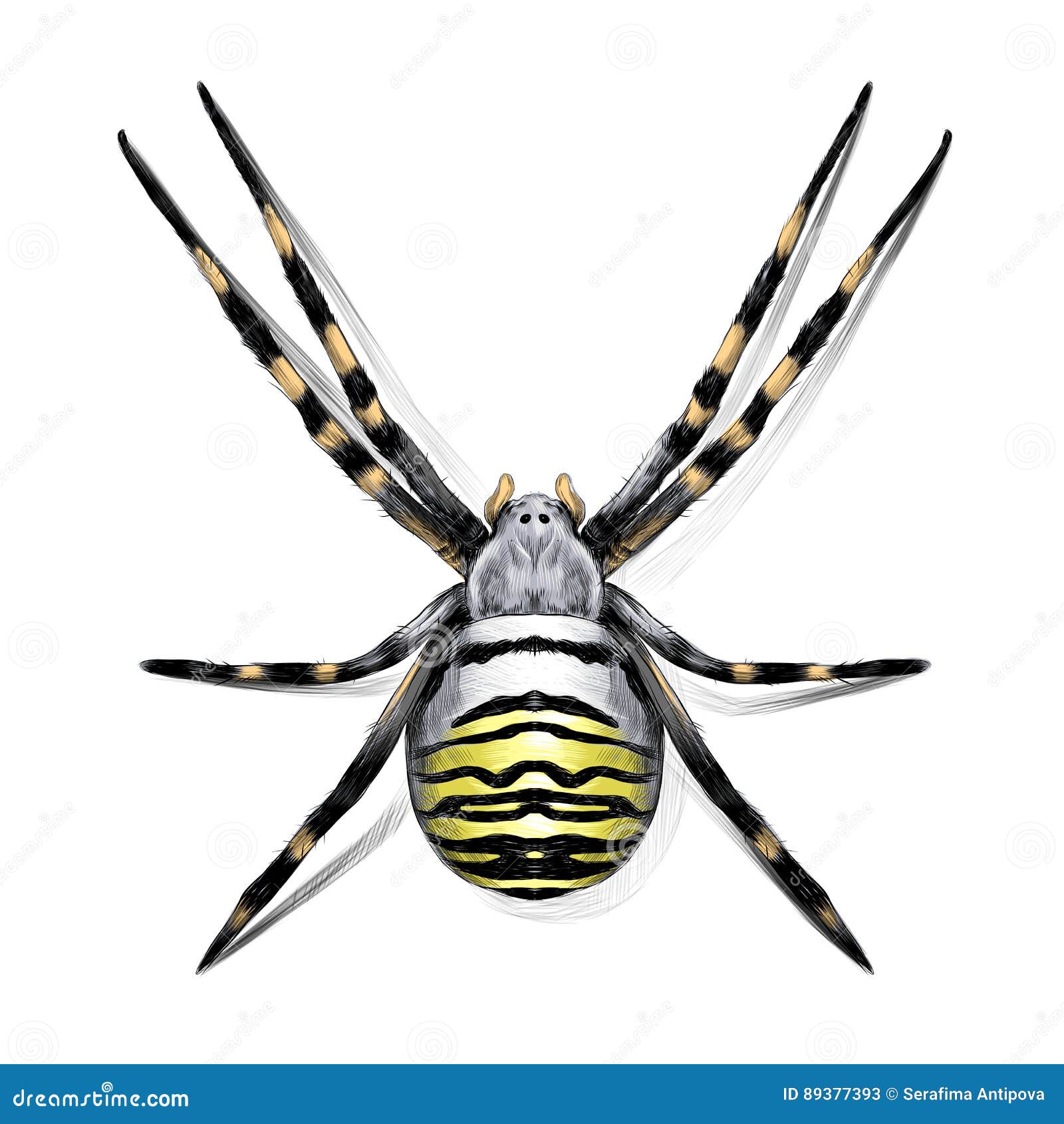 Spider Sketch Drawing Vector Stock Vector - Illustration of creepy ...
