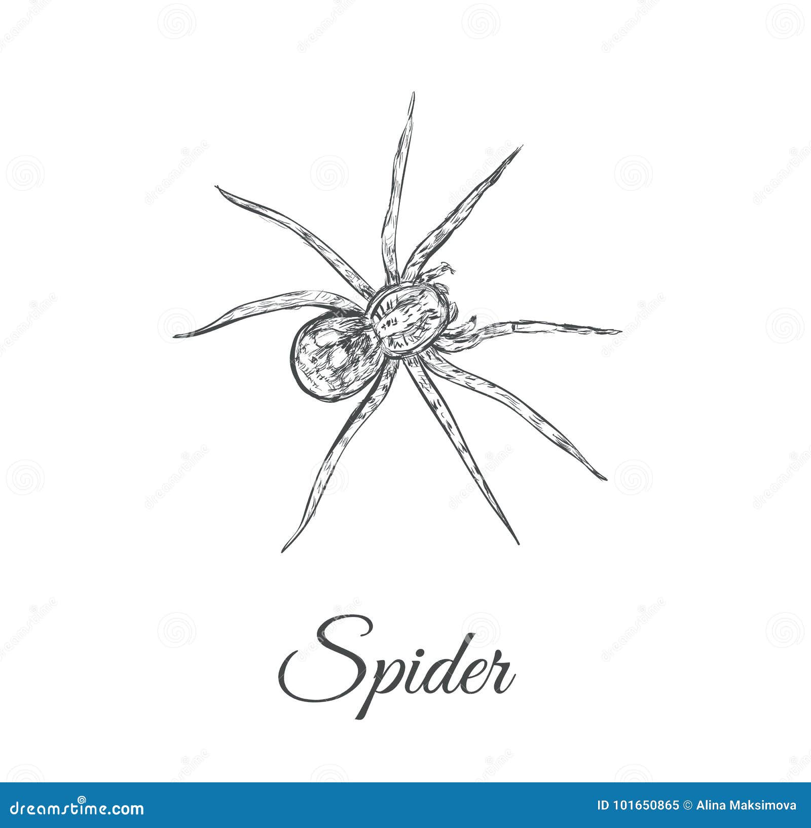 Spider Sketch Vector Illustration. Spider Stock Vector - Illustration ...
