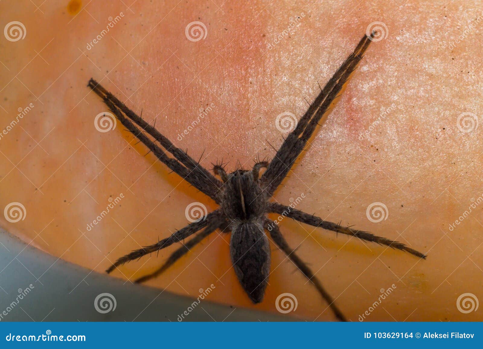 Spider on the skin stock photo. Image of human, garden - 103629164