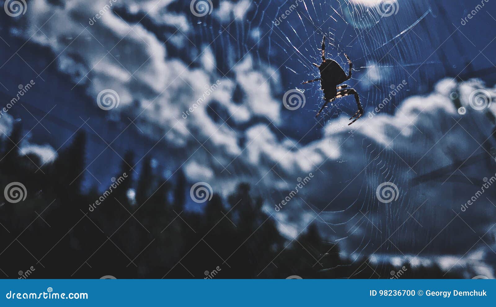 Spider in the sky stock photo. Image of wild, snapseed - 98236700