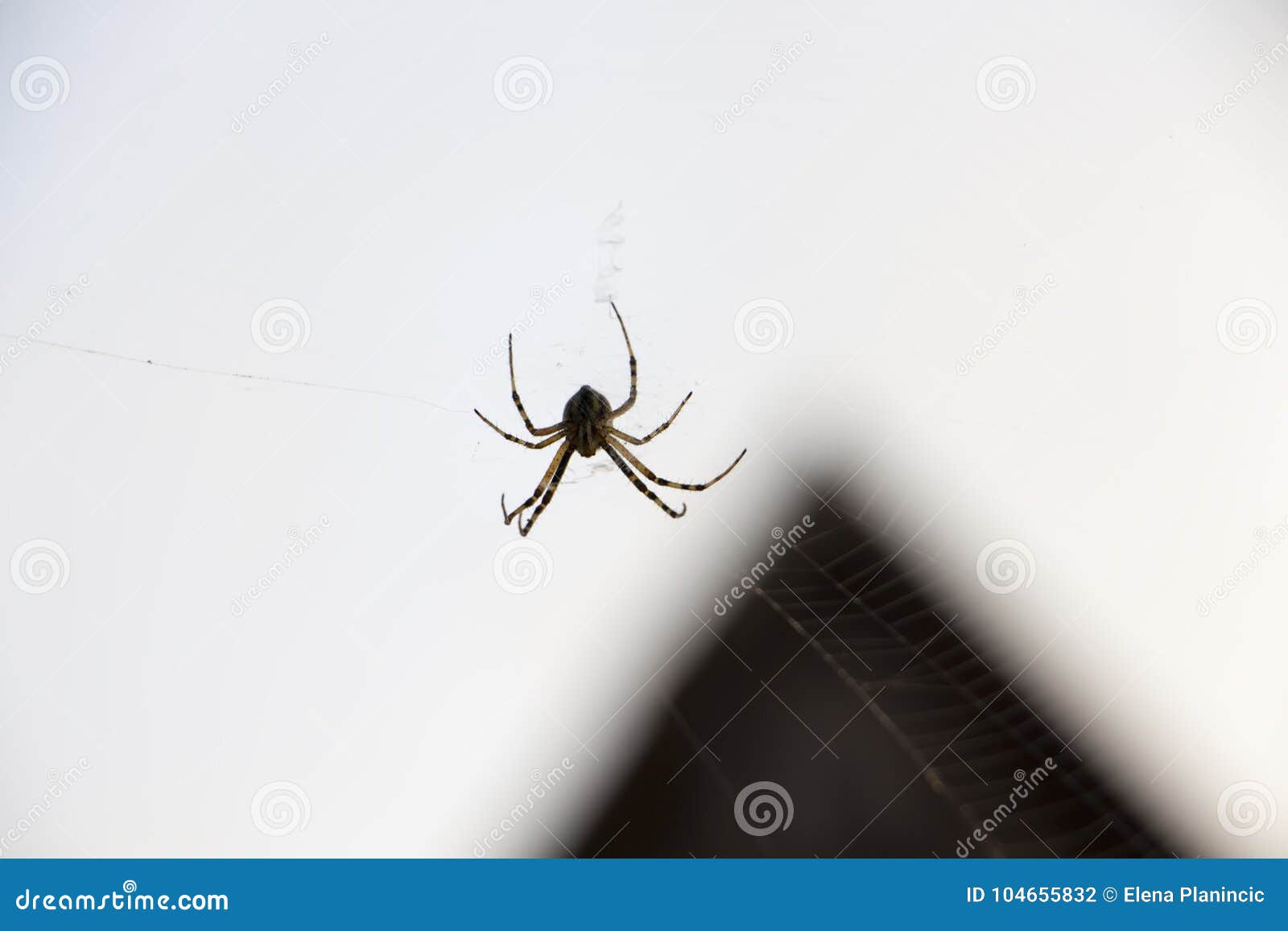 Spider with Sky and Roof in the Background Stock Photo - Image of ...