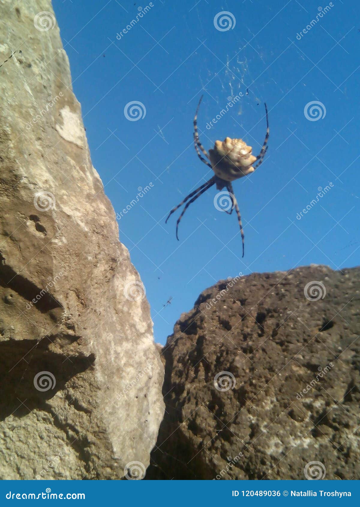 Spider on a sky and stones stock photo. Image of stones - 120489036