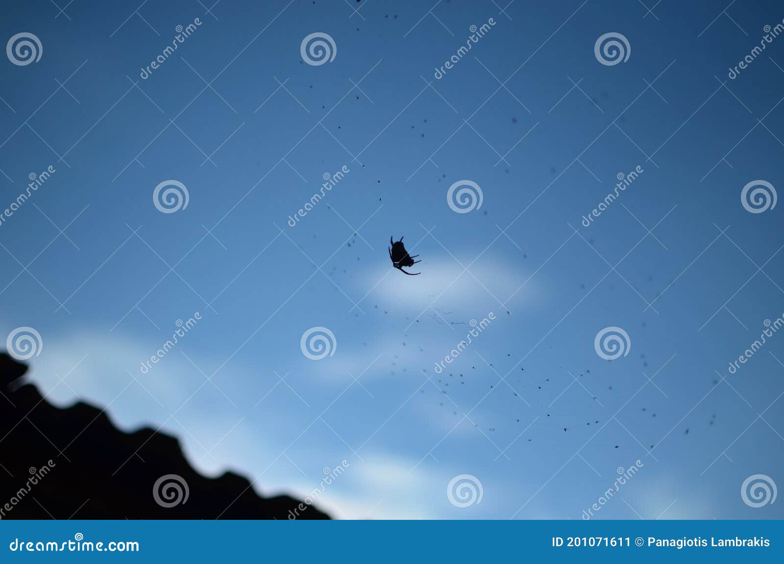 Spider in the sky stock image. Image of nature, leaf - 201071611